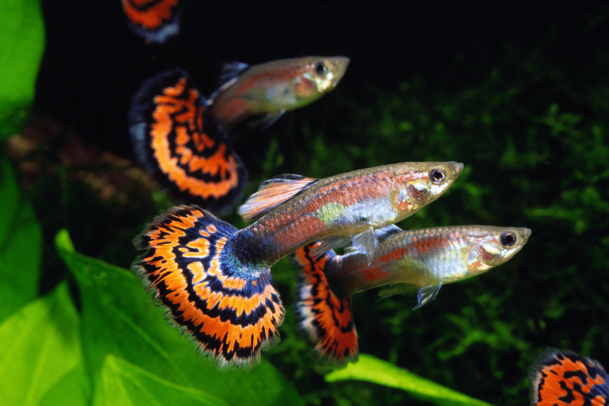 Gupik – odmiany, które Cię zachwycą! Gupik Endlera, pawie oczko ...