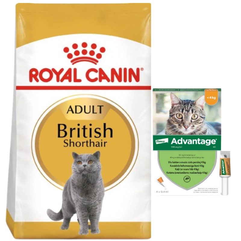 ROYAL CANIN British Shorthair 10kg karma sucha dla kotów brytyjski | ZooArt